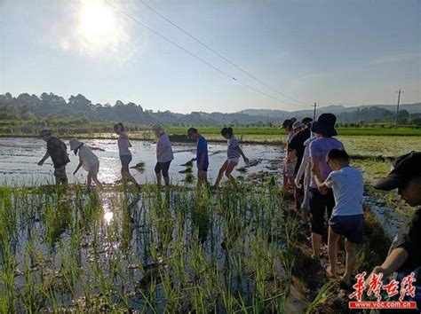 知农事学农耕 衡山县实验小学开展 种稻插秧、收稻晒谷劳动实践活动 衡阳 华声经济 华声在线
