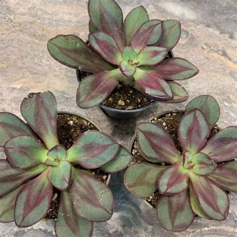 Эхеверия нодулоза: описание вида, характеристики, особенности посадки и ...