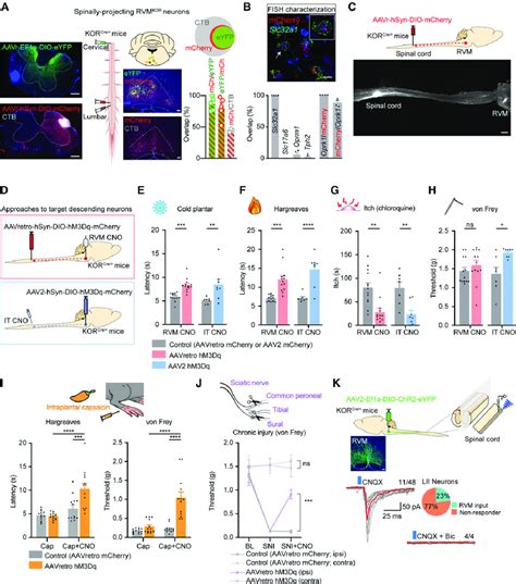 Activation Of Descending Rvm Kor Neurons Is Analgesic A Labelling Of