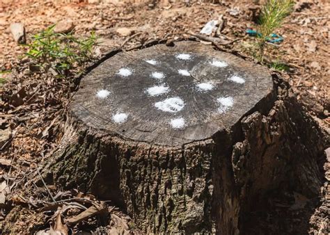 How To Remove A Tree Stump With Chemicals Easily And Effectively