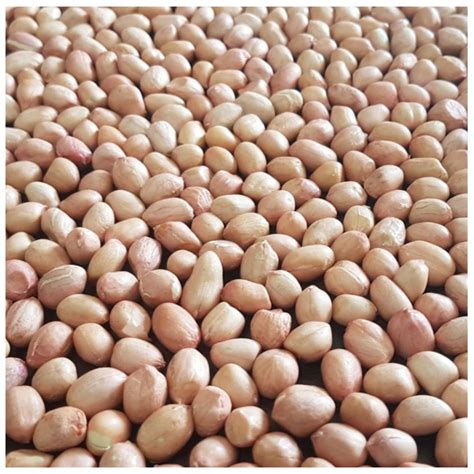 Peanut Kernel Java 8090 Count Jakson Bioagro