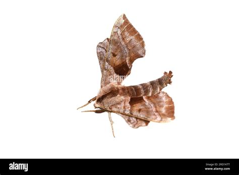 The Walnut Sphinx Amorpha Juglandis Moth On White Background Stock