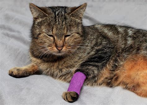 Un Gato Con Una Pata Rota Miente El Concepto De Lesiones En Animales Un