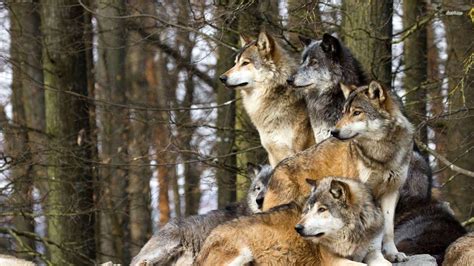 Wolfpack Hrană Presată La Rece Pentru Câini Cu Vită Black Angus
