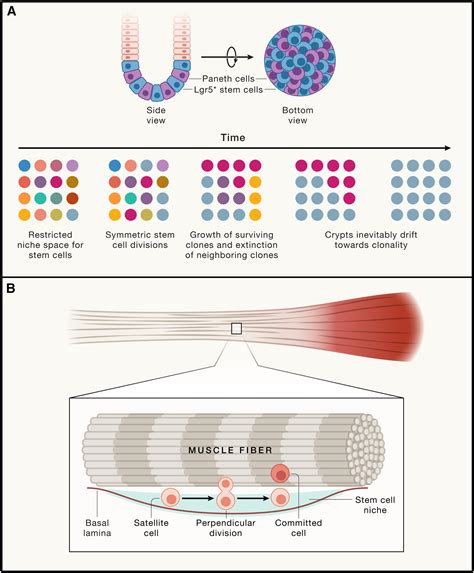 Hallmarks Of Stemness In Mammalian Tissues Cell Stem Cell