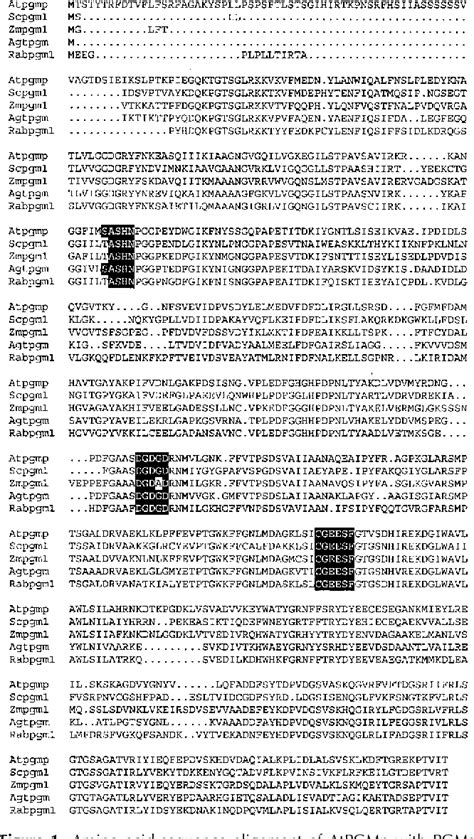 Figure 1 From The Plastidic Phosphoglucomutase From Arabidopsis A Reversible Enzyme Reaction