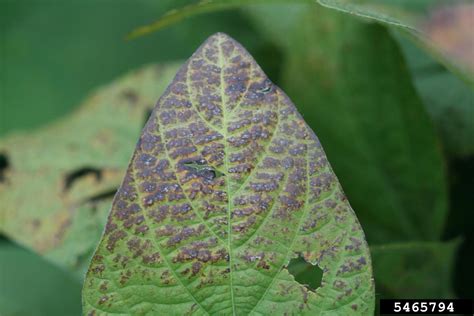 Cercospora Blight Cercospora Kikuchii