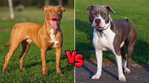 Are American Pit Bull Terriers And American Staffordshire Terriers The