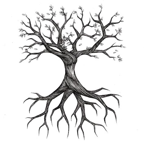 Tree Root Drawings Clipart Best