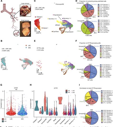 Figure 3 From Secretory Cells Dominate Airway Cftr Expression And Function In Human Airway