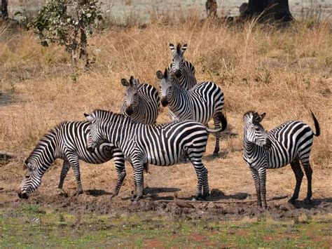 Grants Zebra Facts Diet Habitat And Pictures On Animaliabio