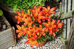 Categoryplanters In Essex Wikimedia Commons