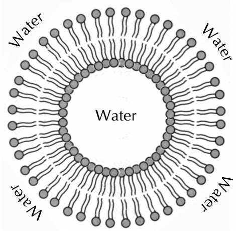Vesicle Diagram Simple