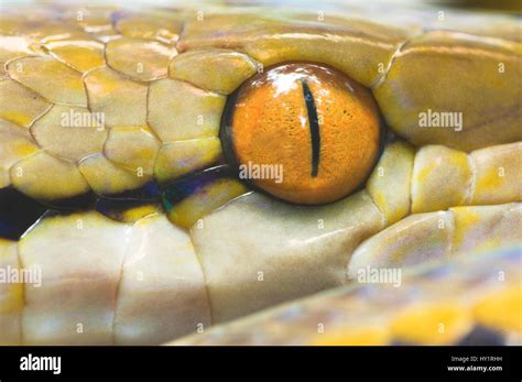 Reticulated Python Python Reticulatus Eye Detail Kinabatangan River Sabah Borneo Stock