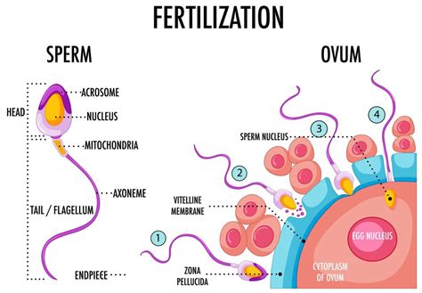 Understanding Fertilization A Detailed Diagram Of Sperm And Ovum