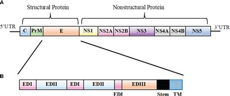 Frontiers Serological Cross Reactivity Among Common Flaviviruses