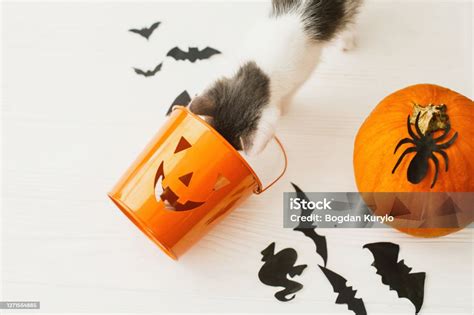호박 박쥐 거미 장식과 흰색 배경에 잭 오 랜턴 사탕 통을 연주 작은 새끼 고양이는 집에서 할로윈을 축하합니다 과자 안 주면 장난칠 거예요 가을에 대한 스톡 사진 및 기타