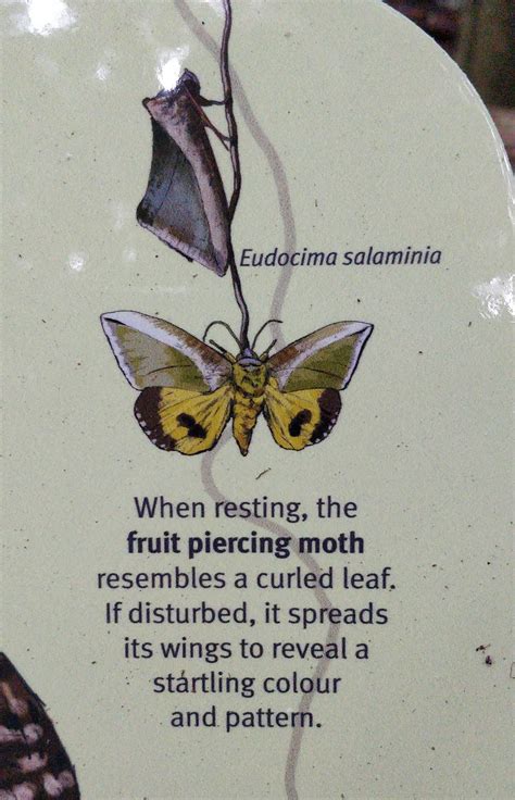 A Fucking Cool Leaf Mimic Moth From Se Queensland Anyone Able To Id