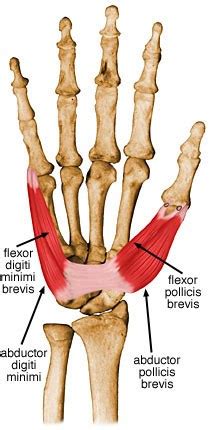 Abductor Pollicis Brevis Anatomy Orthobullets