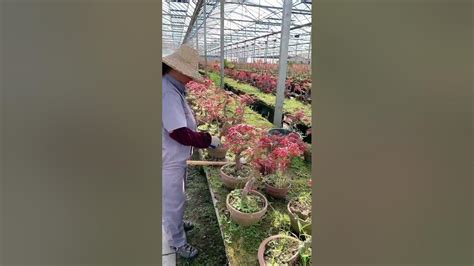 红枫 日本红枫红舞姬盆景 造型红枫树 盆景艺术 Maple Youtube