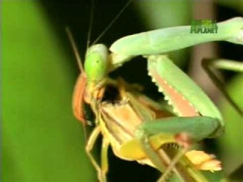 Natures Perfect Predators Praying Mantis Youtube