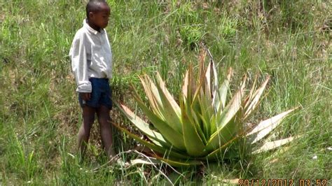 How Stem Cells Could Help Repair The Brain Stemregen