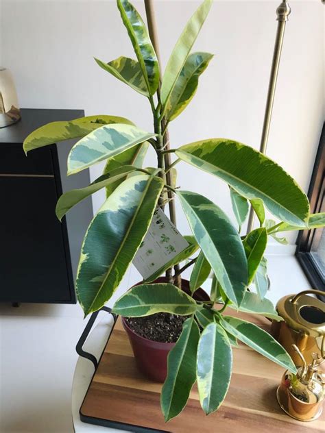 Rubber Tree Rubber Plant Ficus Elastica Variegated Tineke Doescheri Indoor Outdoor Plant