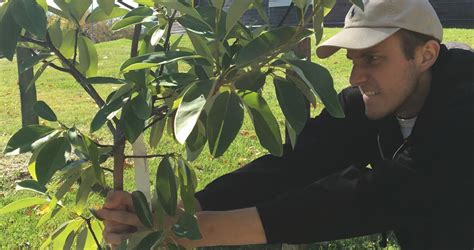 Beautiful Healthy Trees That Better Change Color Soon Or I M Gonna Fucking Snap