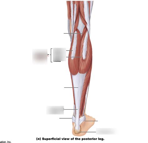 Superficial Muscles Leg Posterior Diagram Quizlet