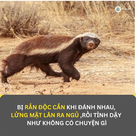 Khu Như Các Bạn Cũng đã Biết Lửng Mật Là Một Tên Có Mái Tóc Bạch Kim