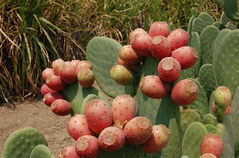 Are All Types Of Cactus Fruit Edible At Gabriella Kelly Blog