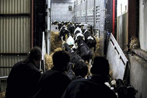 IFA Calls For Accelerated Use Of Sexed Semen On Dairy Farms Free