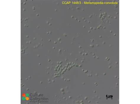 Merismopedia Convoluta