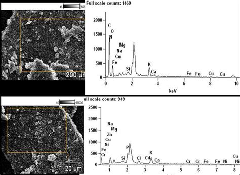 Sem Eds Analysis Of The Elemental Composition Of Scenedesmus Sp Biomass Download Scientific