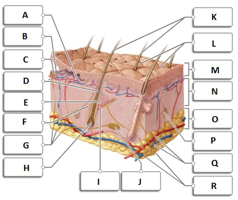 Structure Of The Skin And Subcutaneous Tissue Diagram Quizlet