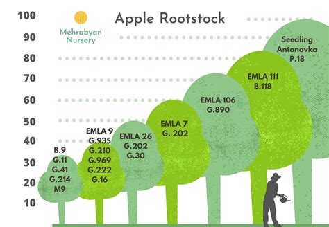 Apple Tree Rootstocks Mehrabyan Nursery