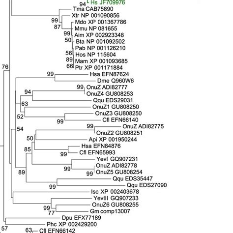 Phylogenetic Tree Of Fatty Acyl Reductases Fars The Tree Is