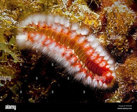 Bristle Worm Sting