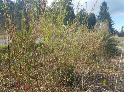 Usher In Spring With Osoberry Indian Plum Growing With Nature