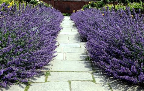 How To Grow Catnip Indoor Gardening For Cats Pleasure