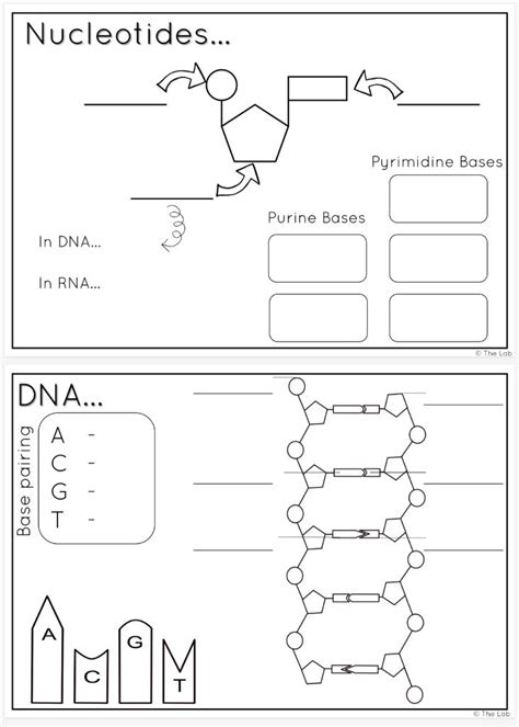Solved Nucleotides Chegg