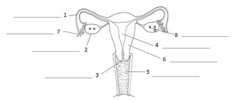 Diagram Of Female Reproductive System Labeling Quizlet