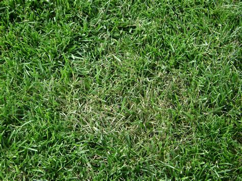 Riley County Extension Blog Brown Patch In Tall Fescue
