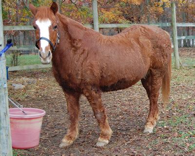 Batak Pony JungleKey In Image