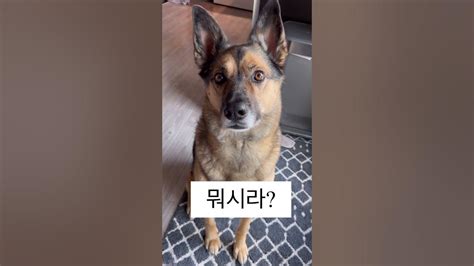 갑자기 웃상으로 변하는 개shortsshepherdmix 캐나다시골댁 Youtube