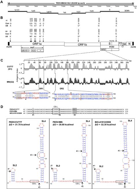 Schematic Diagrams Of Genomic Structure The Strategy For Genomic Cdna