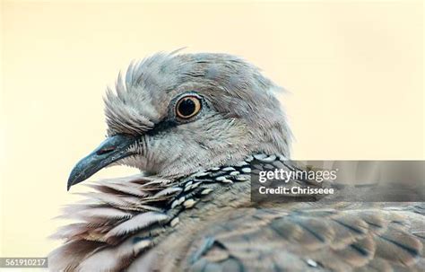 Gray Spots In Eyes Photos And Premium High Res Pictures Getty Images