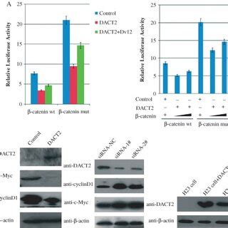 Wnt β catenin signalling was inhibited by DACT A Results of TCF LEF Download Scientific