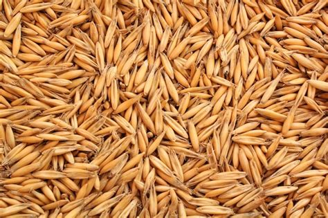 Premium Photo Whole Golden Wheat Grain Kernels Background Harvesting