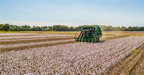 Cotton Gent Commodity